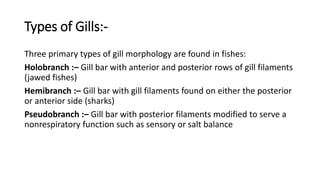 physiology Mechanism of gaseous exchange in aquatic respiratory ...