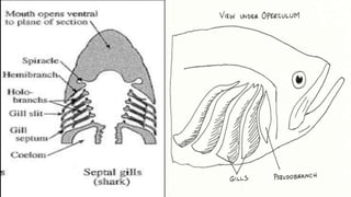 physiology Mechanism of gaseous exchange in aquatic respiratory ...