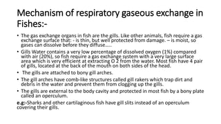 physiology Mechanism of gaseous exchange in aquatic respiratory ...
