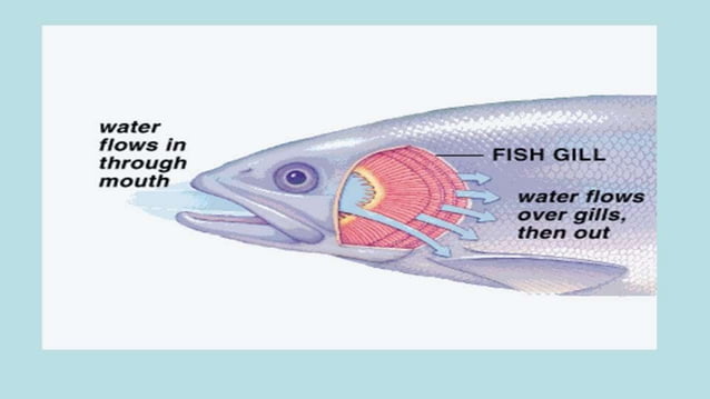 physiology Mechanism of gaseous exchange in aquatic respiratory ...