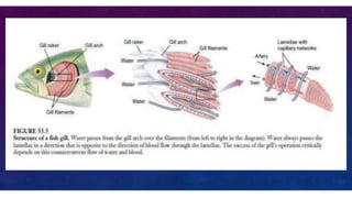 physiology Mechanism of gaseous exchange in aquatic respiratory ...