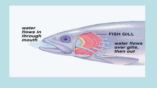 physiology Mechanism of gaseous exchange in aquatic respiratory ...
