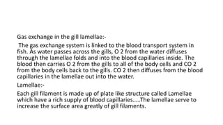 physiology Mechanism of gaseous exchange in aquatic respiratory ...