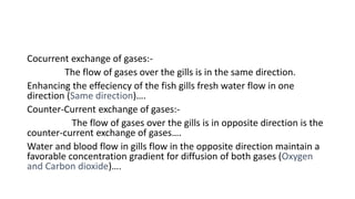 physiology Mechanism of gaseous exchange in aquatic respiratory ...