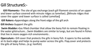 physiology Mechanism of gaseous exchange in aquatic respiratory ...