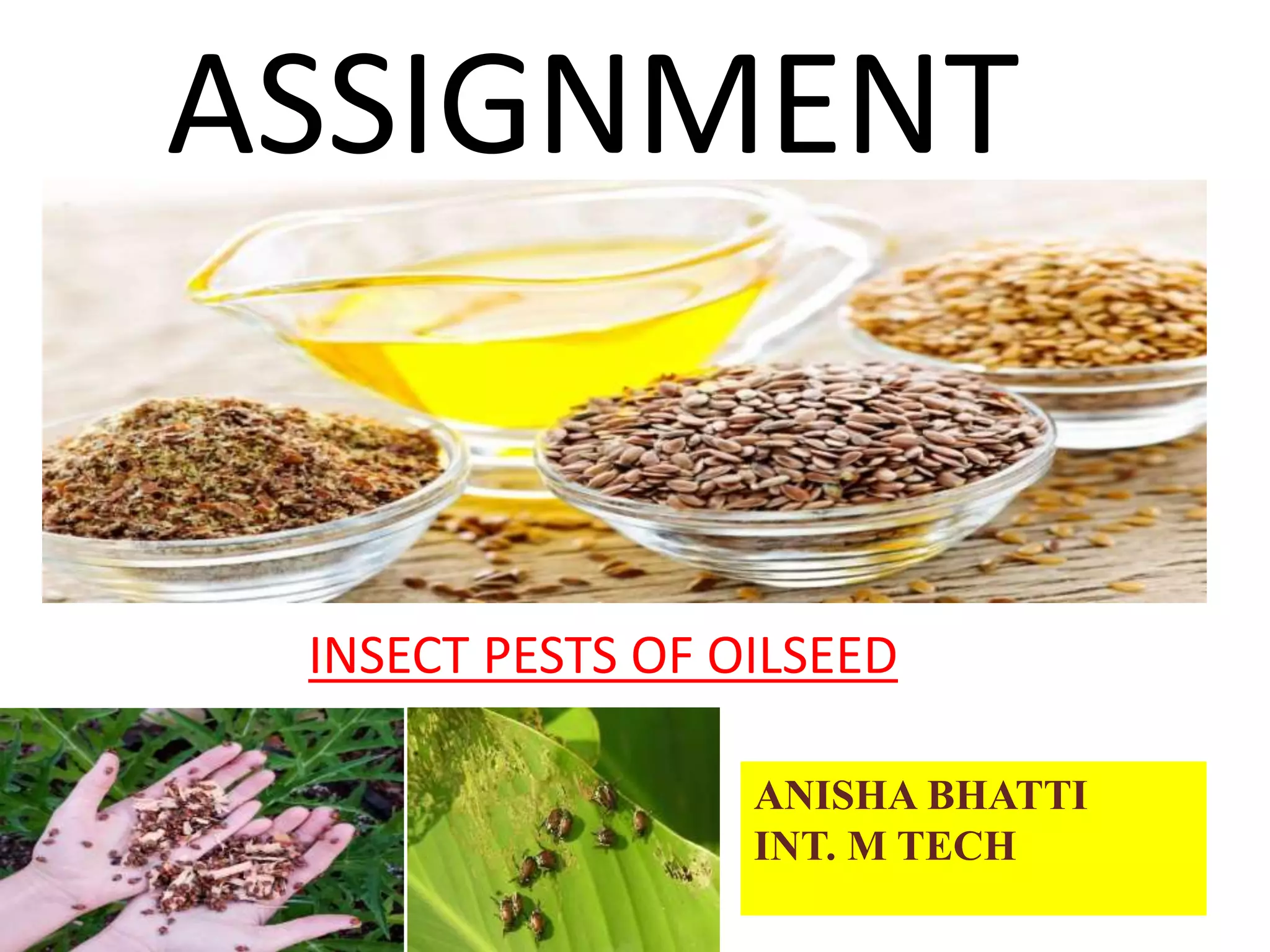 Types of Oil Seeds Pest | PPTX