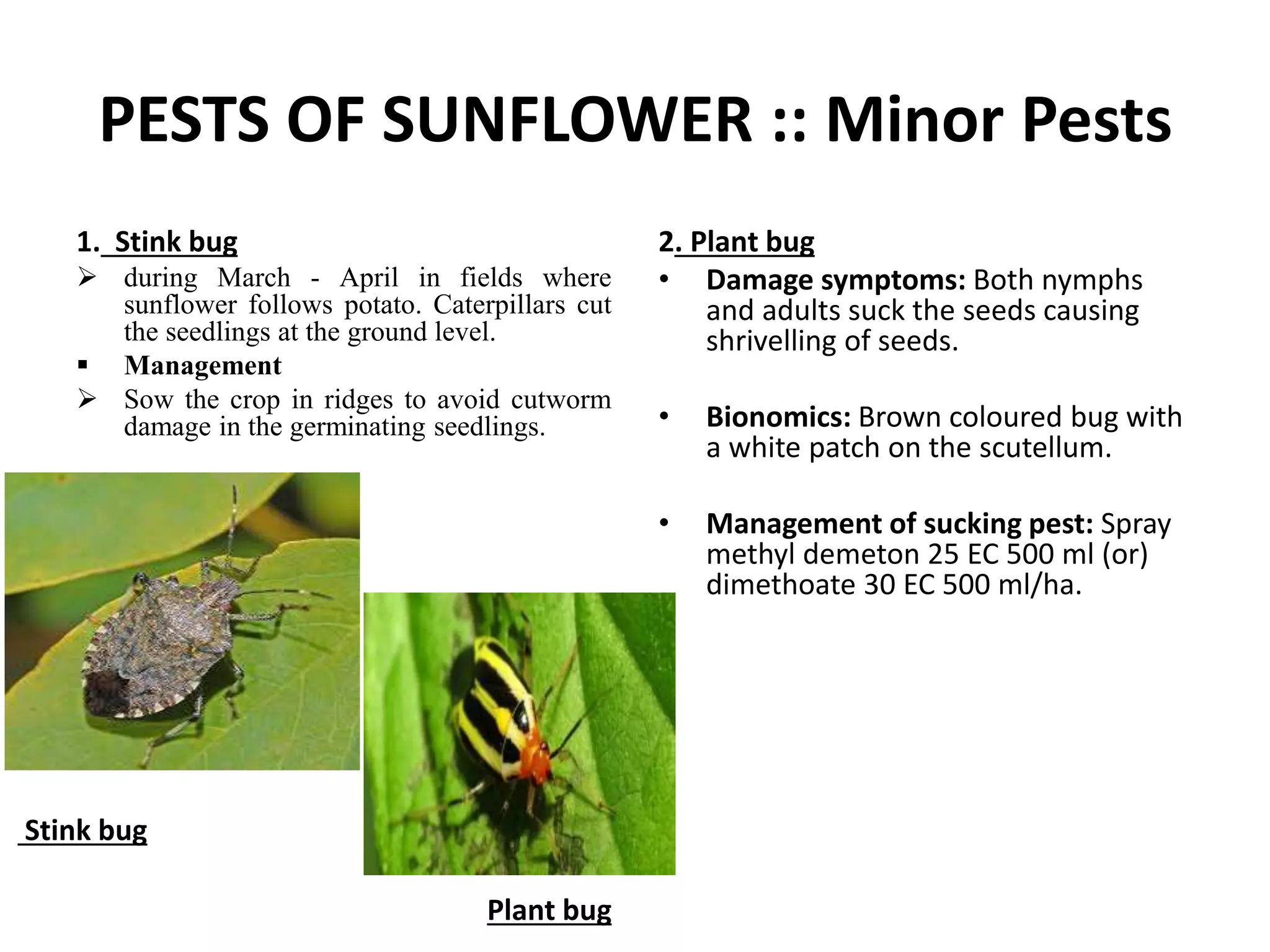 Types of Oil Seeds Pest | PPTX