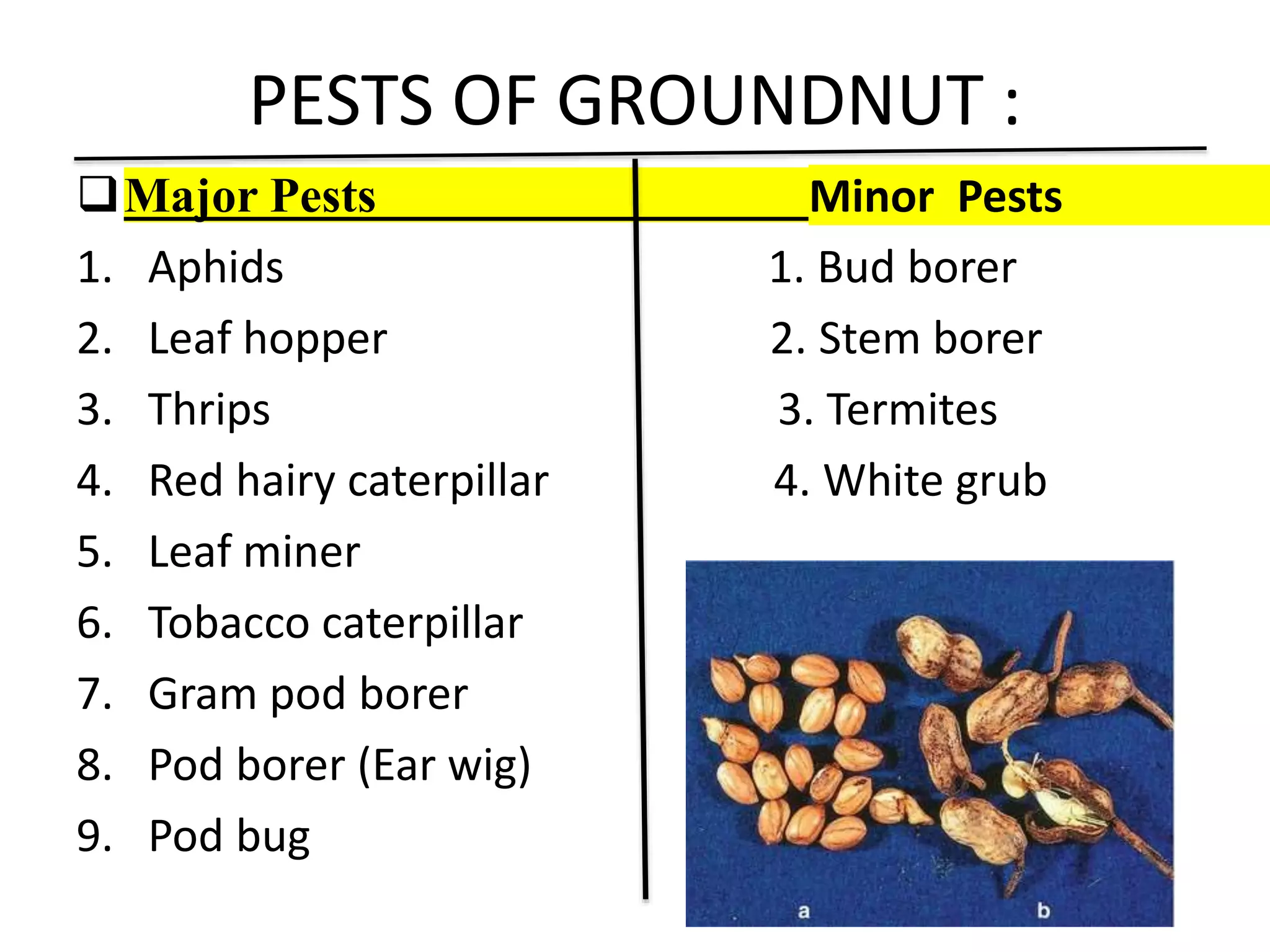 Types of Oil Seeds Pest | PPTX