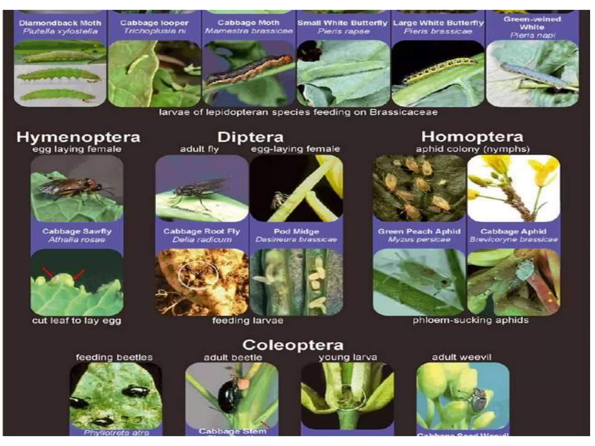 Types of Oil Seeds Pest | PPTX