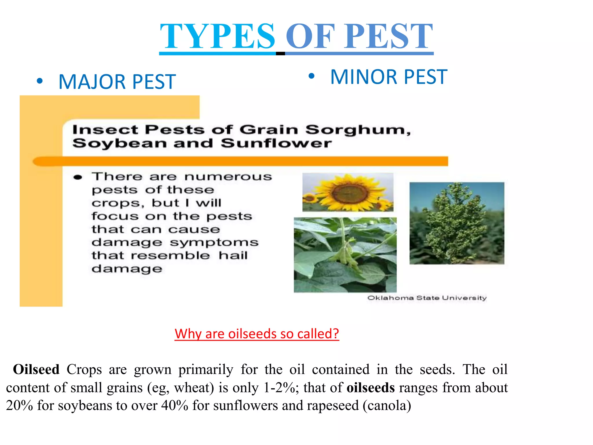 Types of Oil Seeds Pest | PPTX