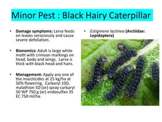 Types of Oil Seeds Pest | PPTX