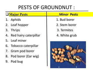 Types of Oil Seeds Pest | PPTX