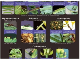 Types of Oil Seeds Pest | PPTX