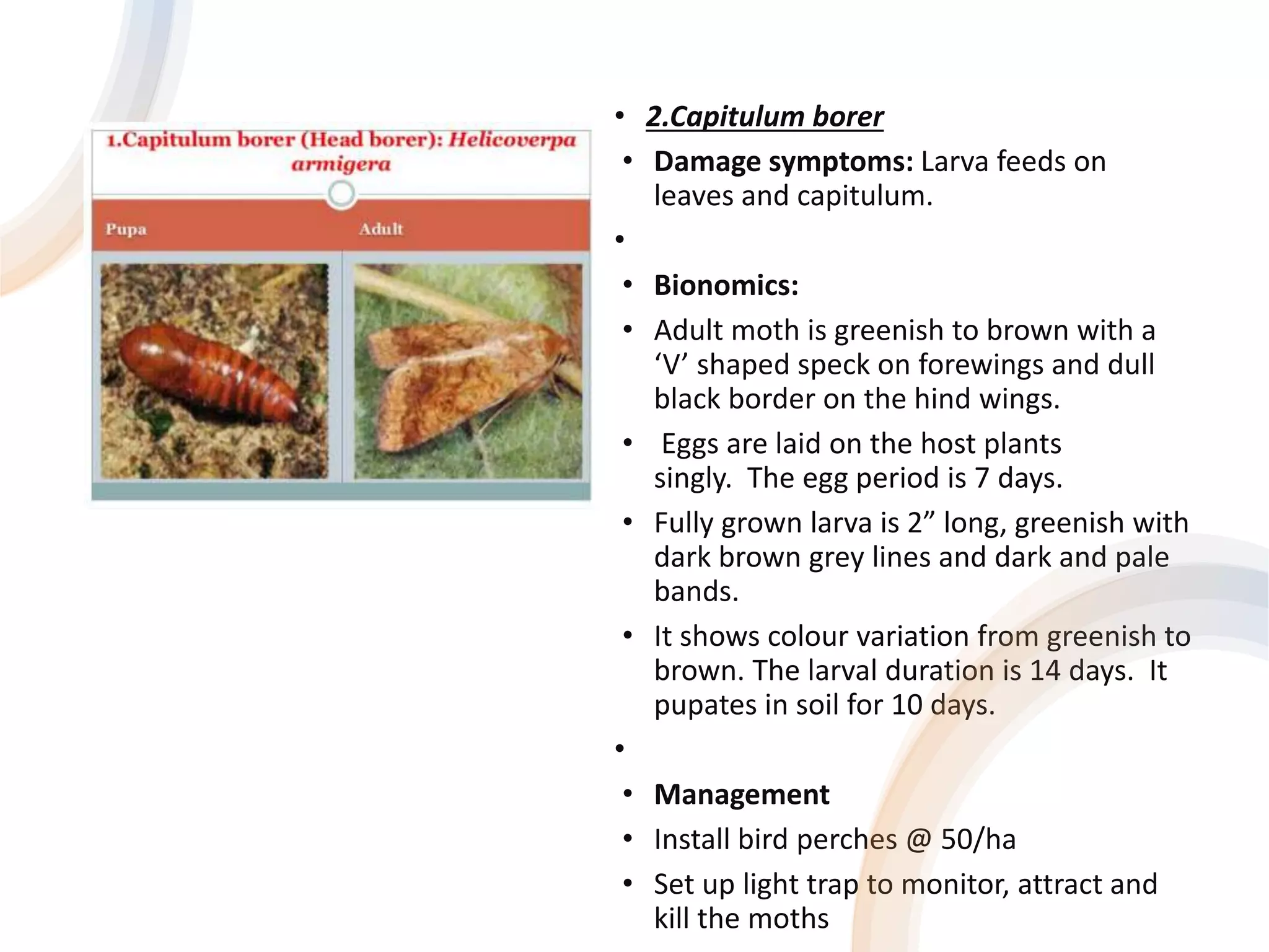 TYPES OF OILSEEDS PEST | PPTX