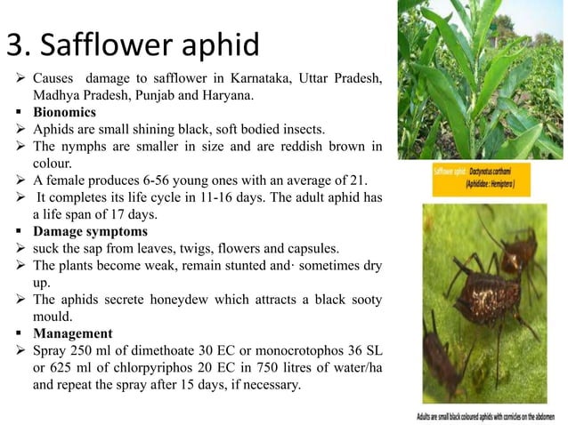 TYPES OF OILSEEDS PEST | PPT