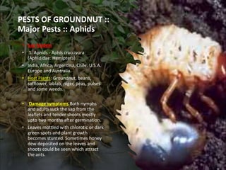 TYPES OF OILSEEDS PEST | PPTX