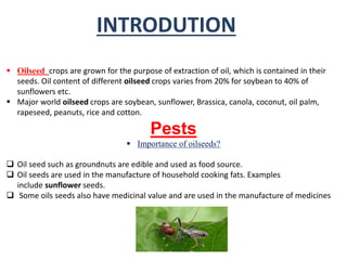 TYPES OF OILSEEDS PEST | PPT