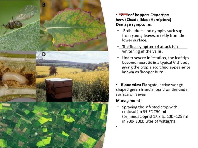 TYPES OF OILSEEDS PEST | PPT