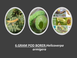 TYPES OF OILSEEDS PEST | PPT