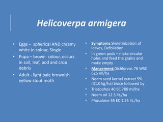 TYPES OF OILSEEDS PEST | PPT