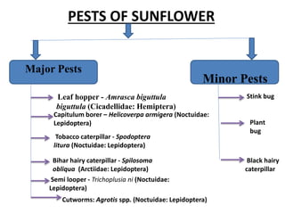 TYPES OF OILSEEDS PEST | PPT