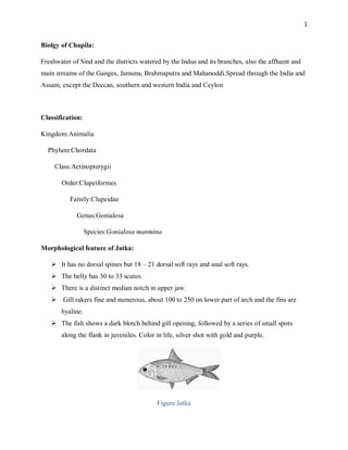 Assignment on difference and feature of jatka and chapila | PDF