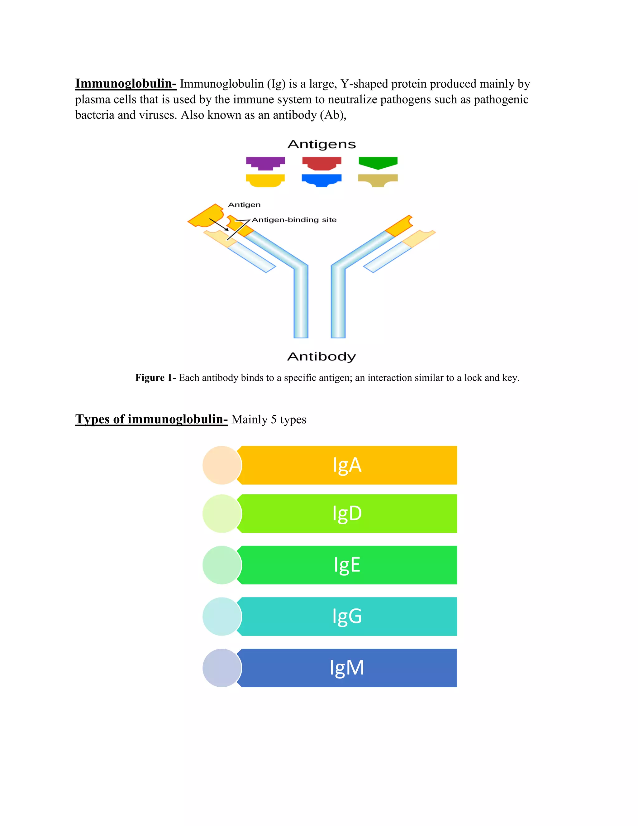 Immunoglobulin type & their comparison | PDF