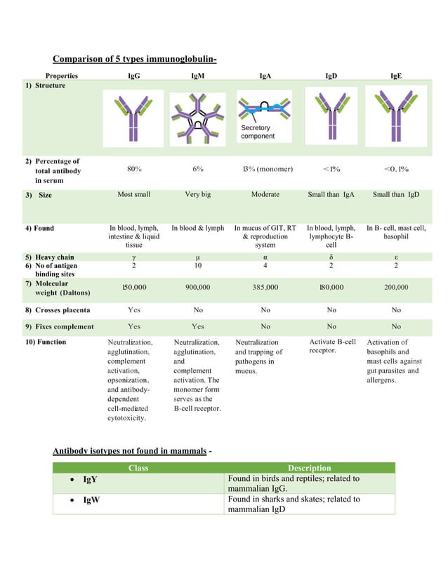 Immunoglobulin type & their comparison | PDF