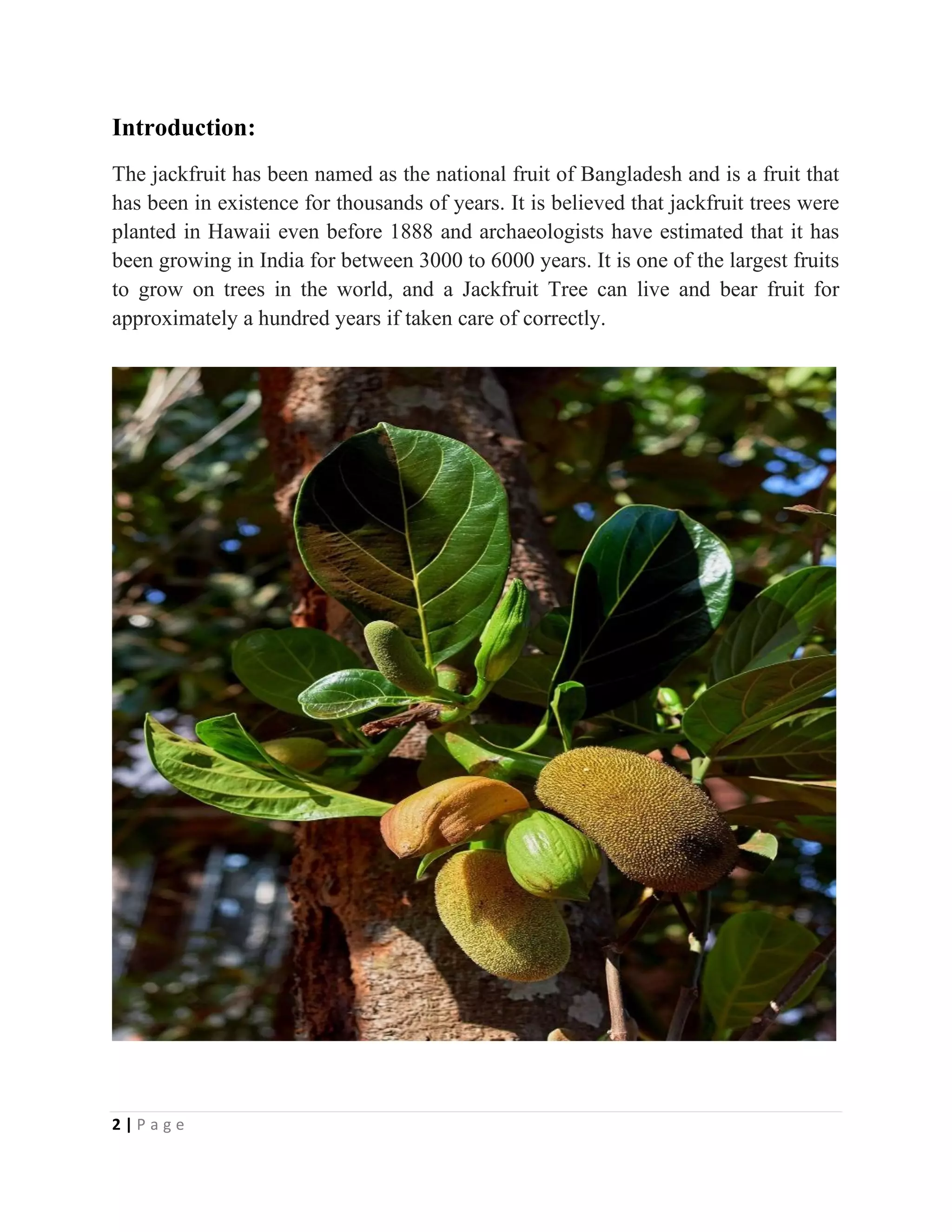 Assignment on Jackfruit.pdf