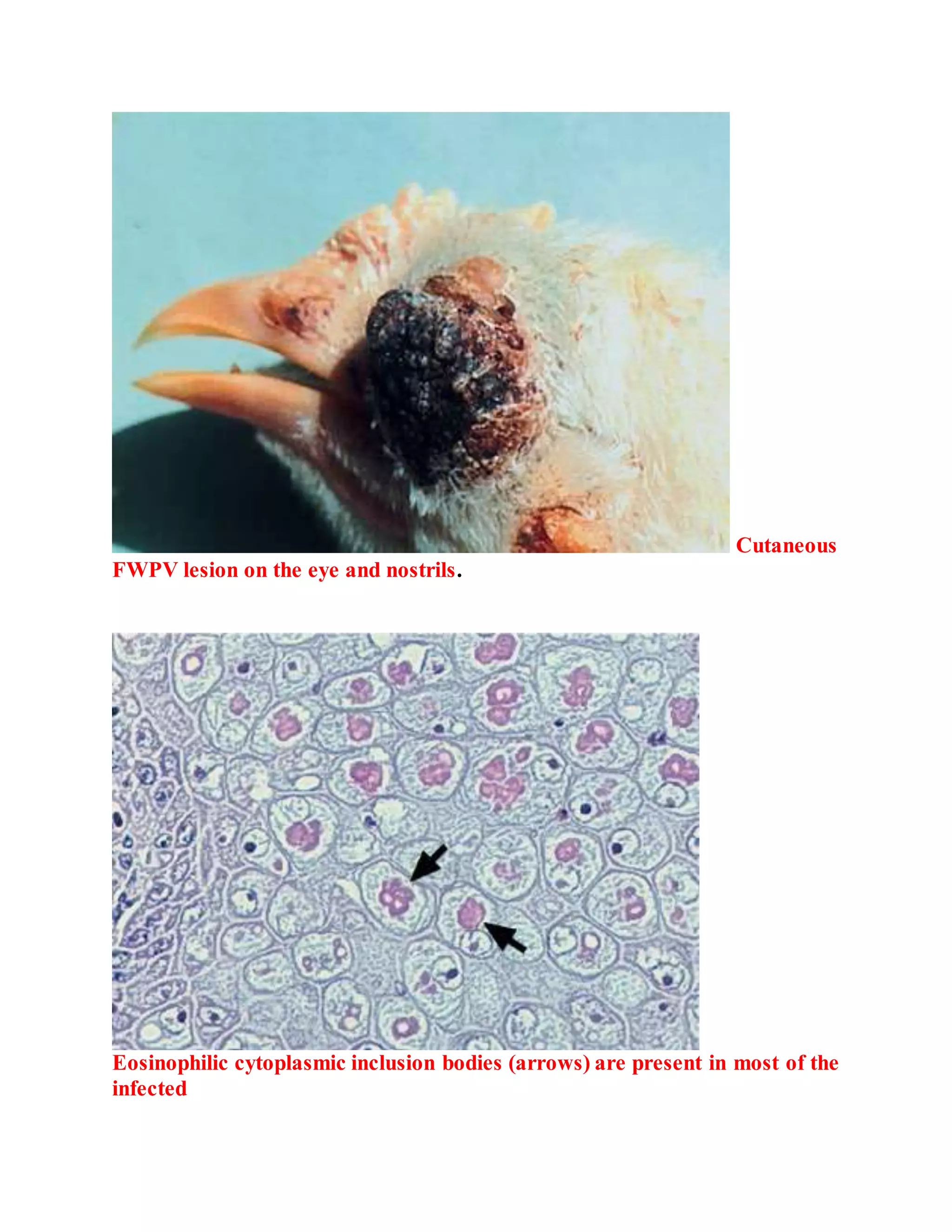 Fowl pox virus | DOCX