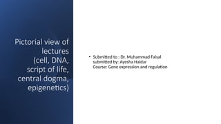 DNA Central Dogma Transcription Translation Translocation Process ...