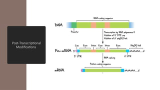 DNA Central Dogma Transcription Translation Translocation Process ...
