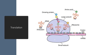 DNA Central Dogma Transcription Translation Translocation Process ...