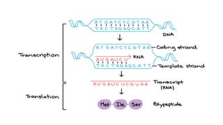 DNA Central Dogma Transcription Translation Translocation Process ...