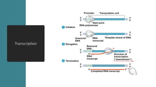 DNA Central Dogma Transcription Translation Translocation Process ...