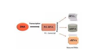 DNA Central Dogma Transcription Translation Translocation Process ...