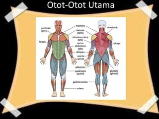 Sistem Otot | PPT