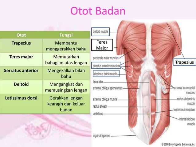Sistem Otot | PPT