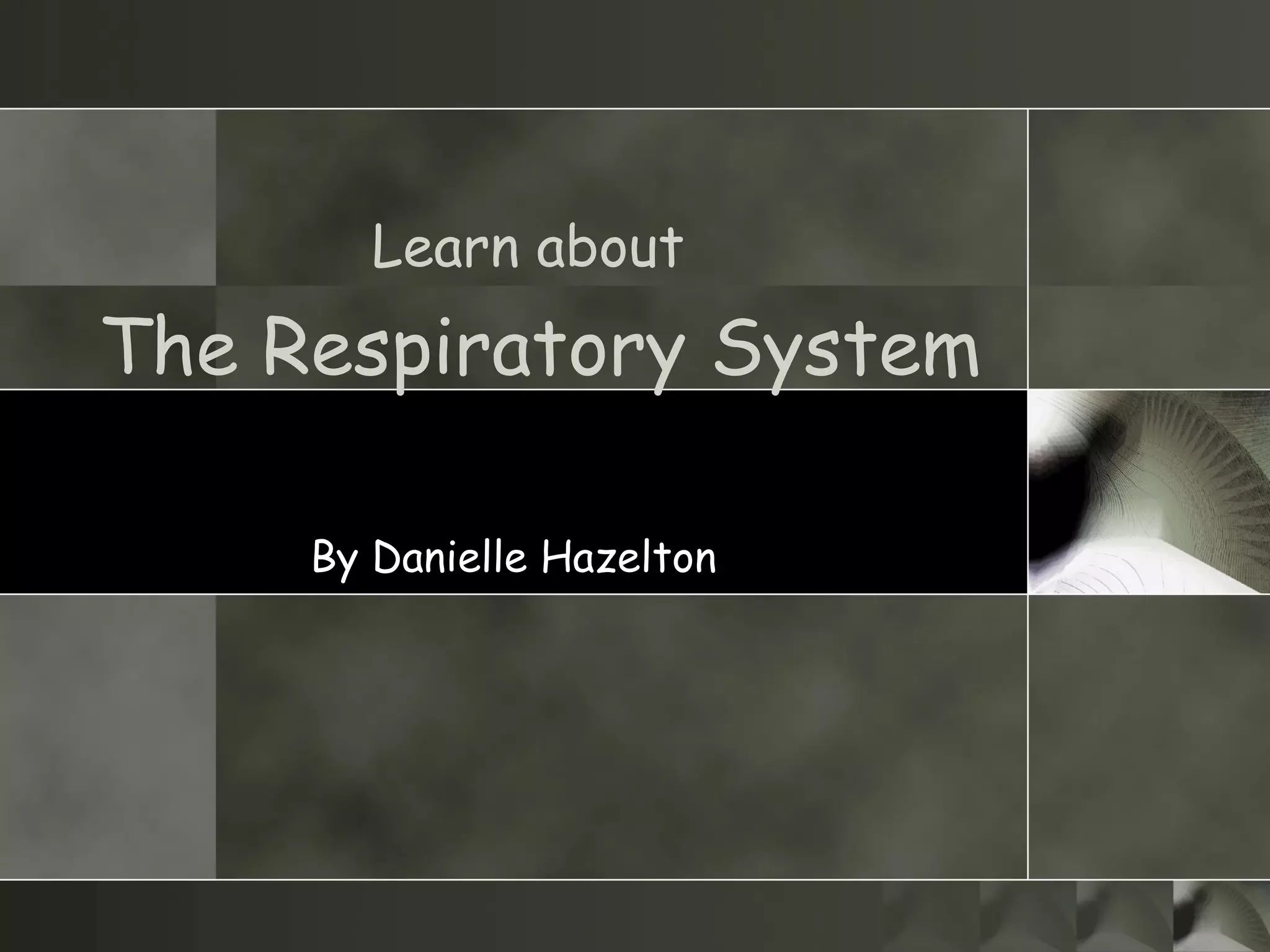 The respiratory system | PPT