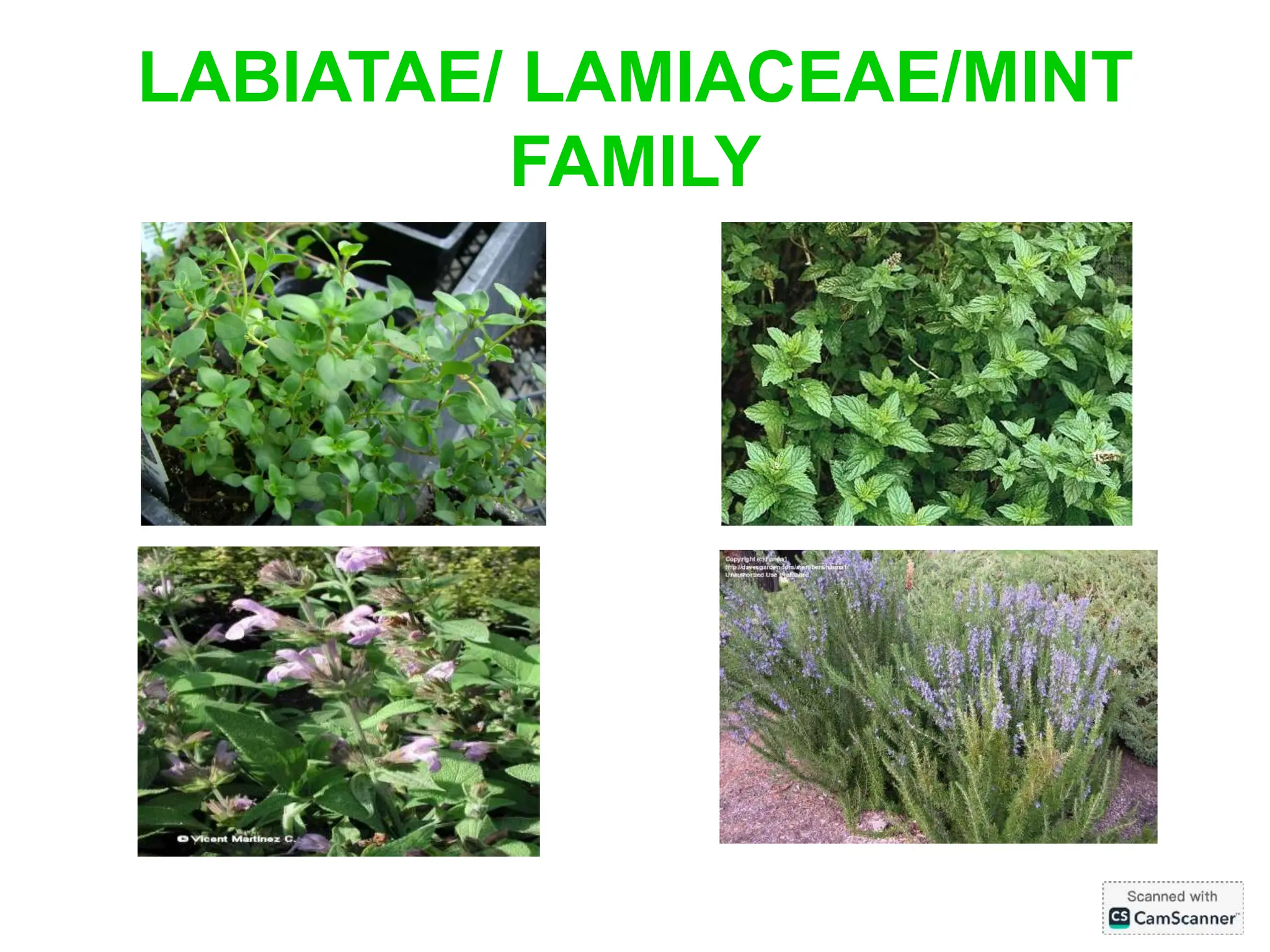 Liliaceae and labiatae family pharmacognosy | PDF