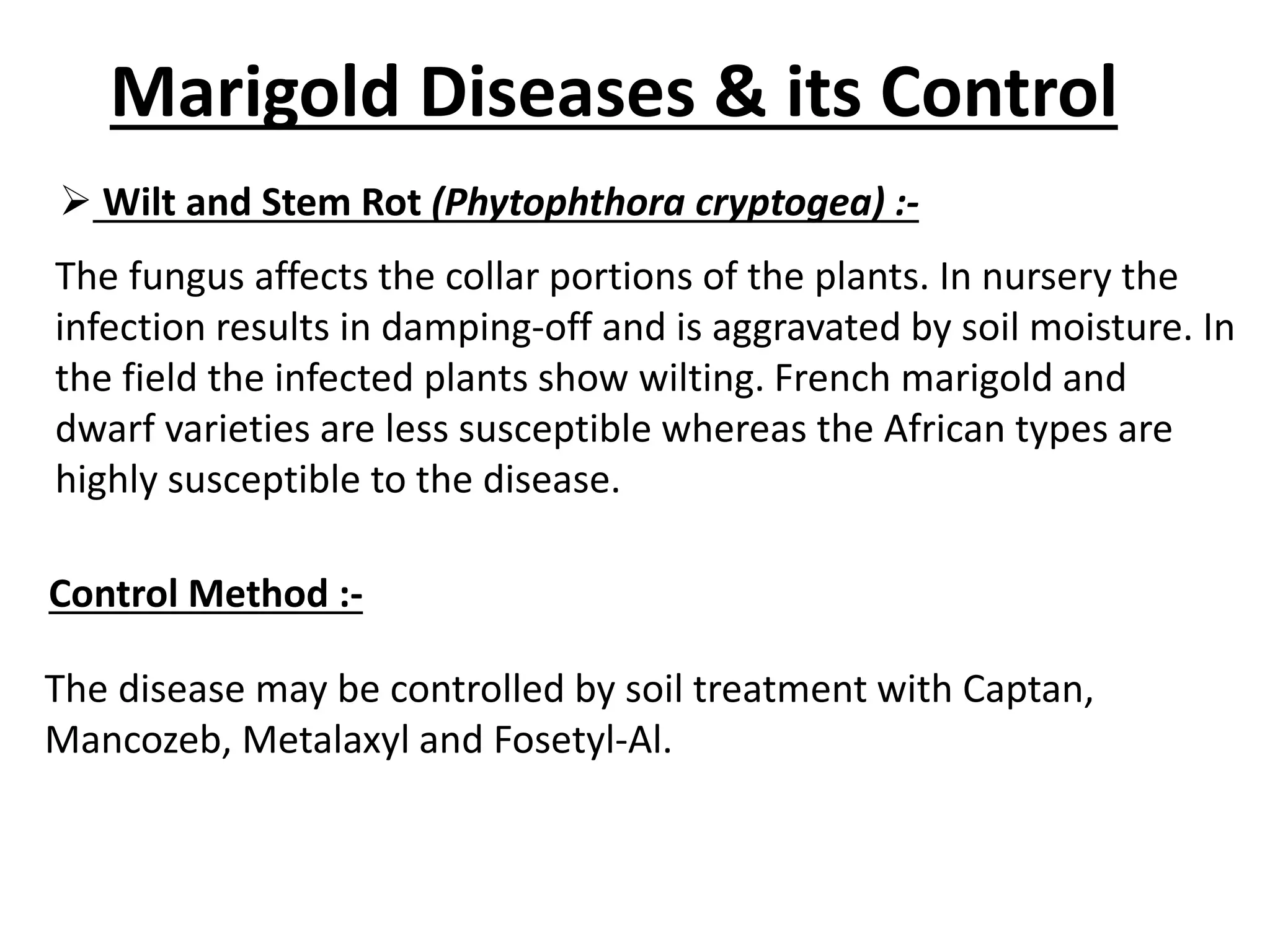 Gladiolus Diseases & Marigold Diseases | PPTX