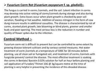 Gladiolus Diseases & Marigold Diseases | PPTX