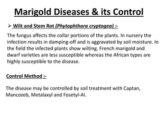 Gladiolus Diseases & Marigold Diseases | PPTX