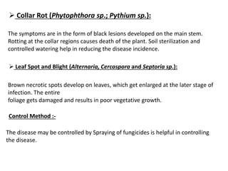 Gladiolus Diseases & Marigold Diseases | PPTX