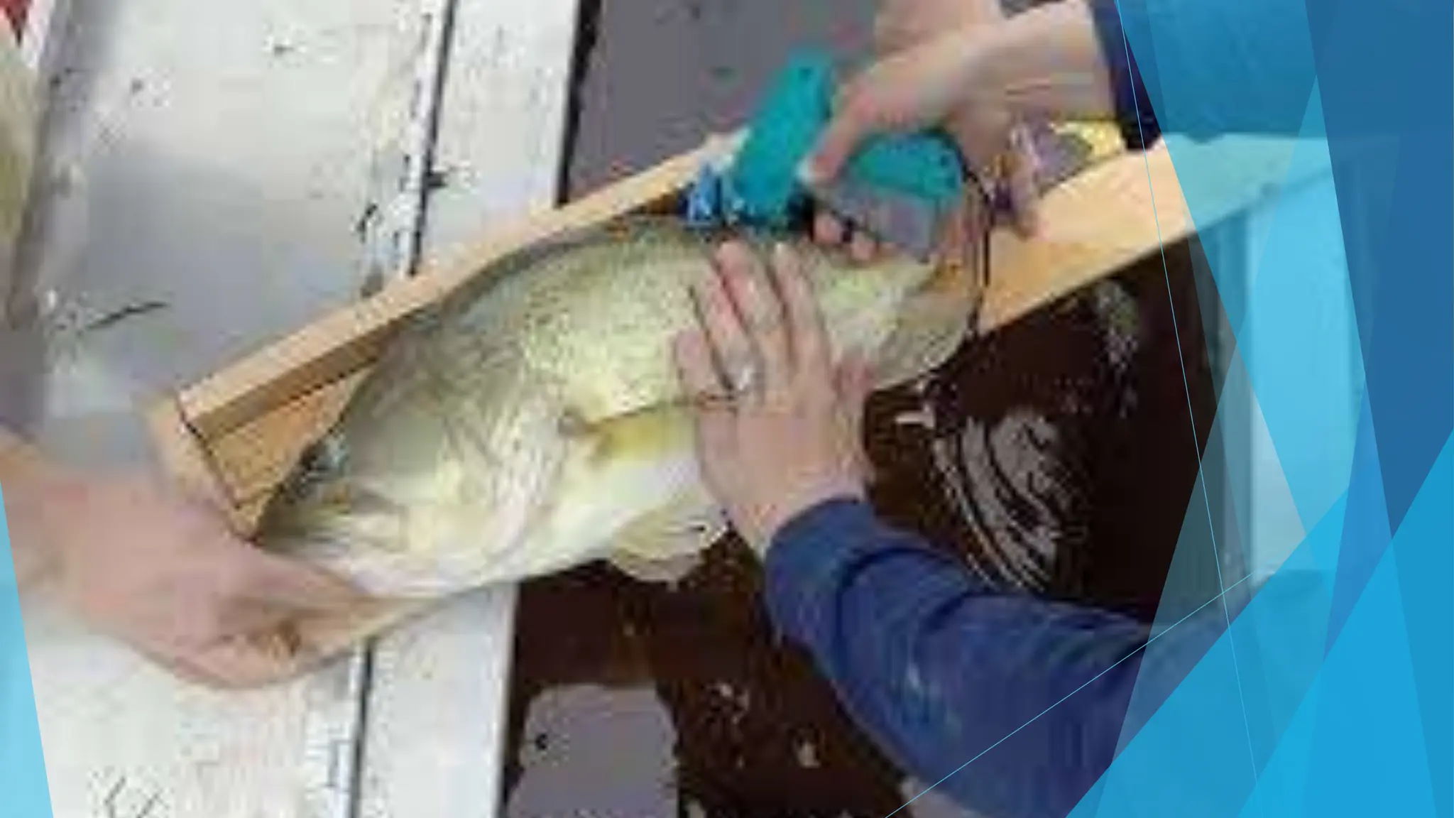 DETERMINATION OF AGE AND GROWTH OF FISH.pptx