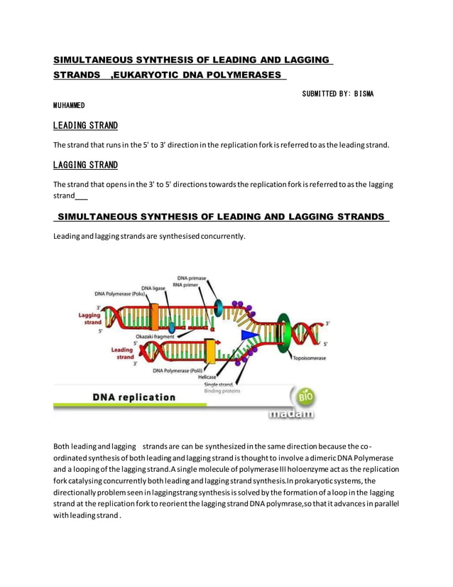 Lagging and leading strand synthesis ,Eukaryotic dna polymerases | DOCX | Chemistry | Science