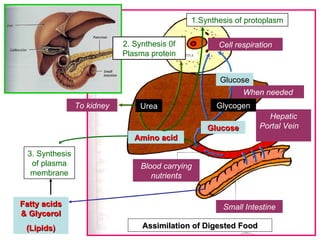 F4 Assimilation | PPT | Chemistry | Science
