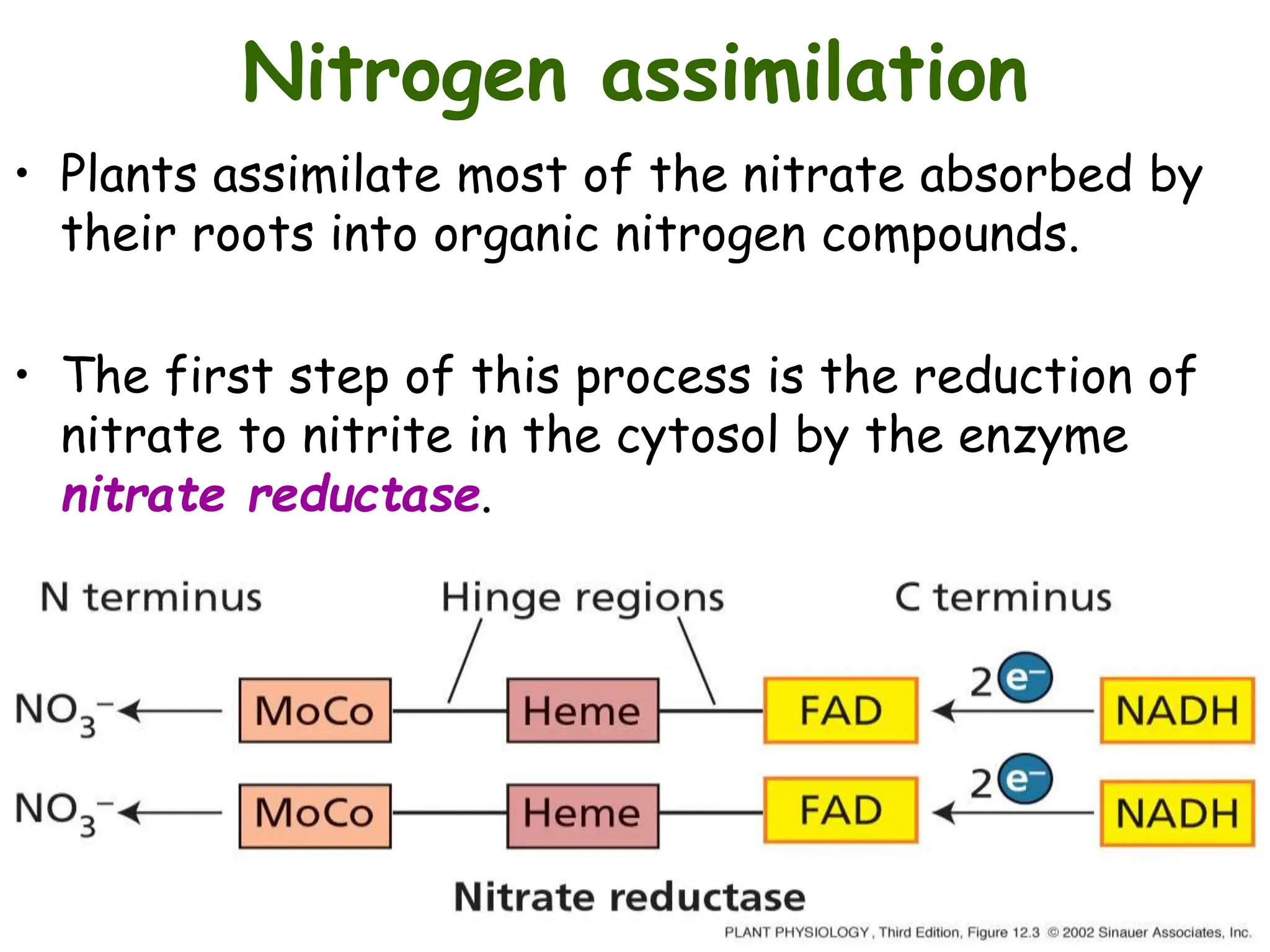 Assimilation n Nitrogen fixation.ppt