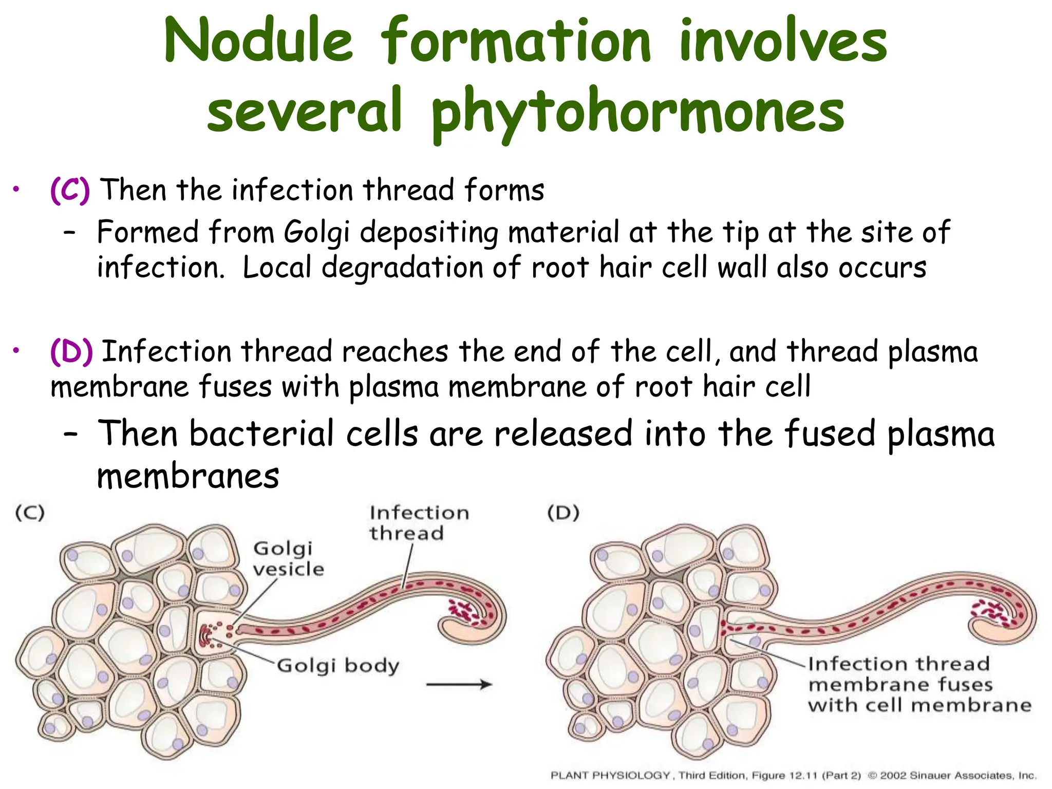 Assimilation n Nitrogen fixation.ppt