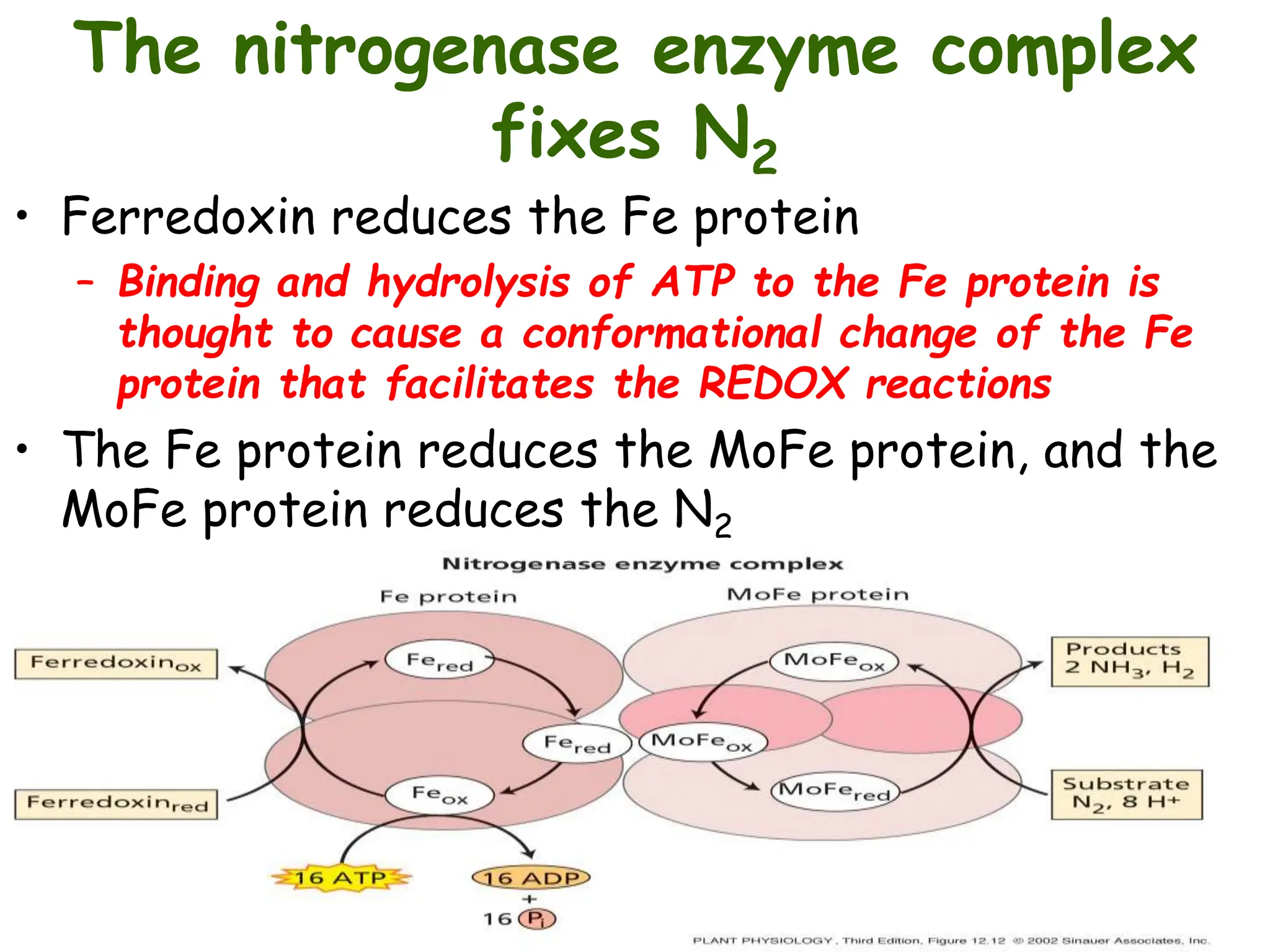 Assimilation n Nitrogen fixation.ppt